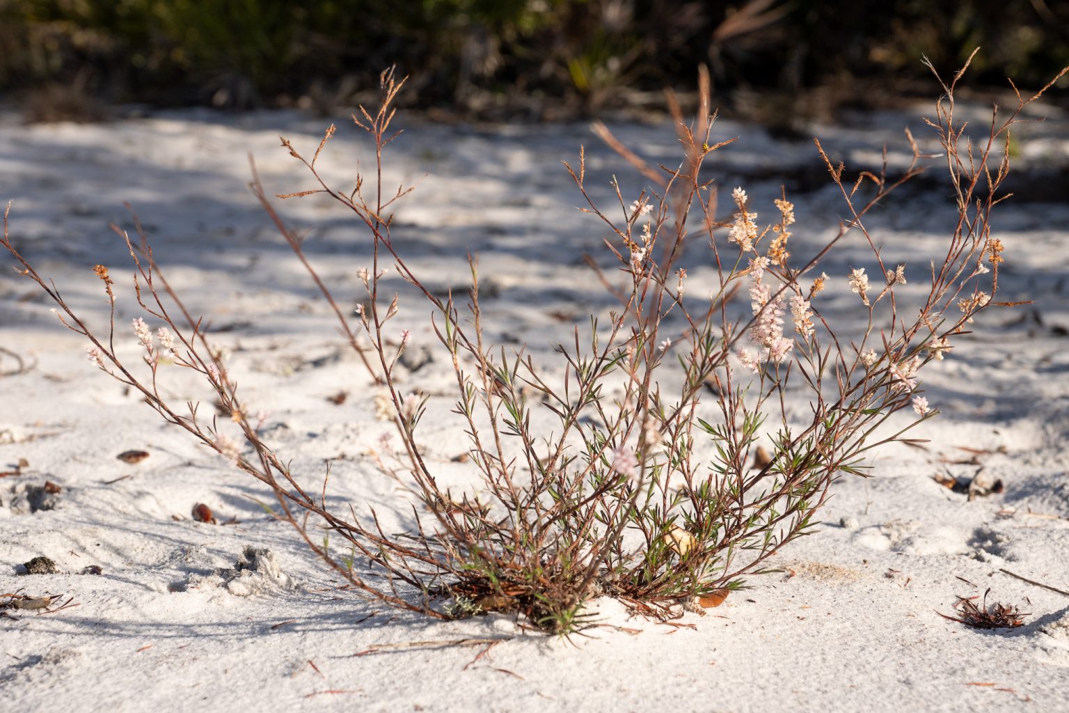 2024: Allen David Broussard Catfish Creek Preserve State Park – Peddler ...